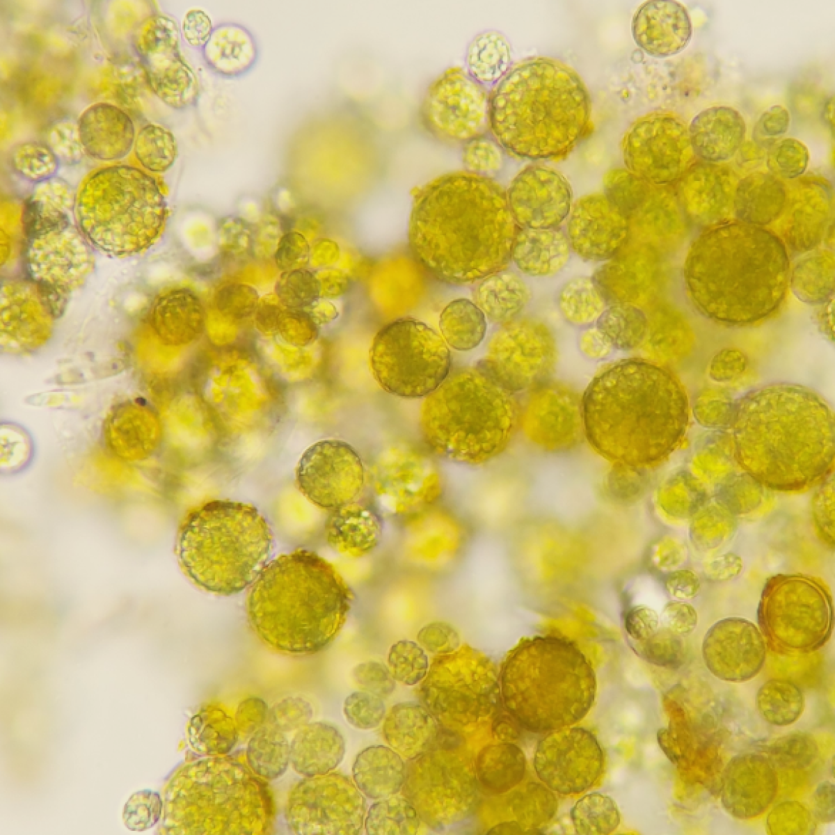 Our Ingredients - Vegan & Sustainable Skincare